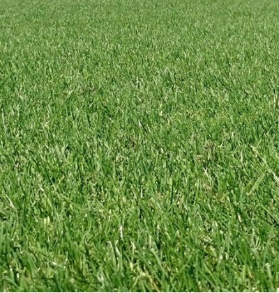 Premium Quality TGA Certified Turf for Sale